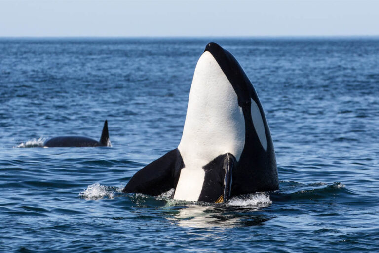 Whale Watching in Südafrika ist ein grandioses Erlebnis | abenteuer-suedafrika.de